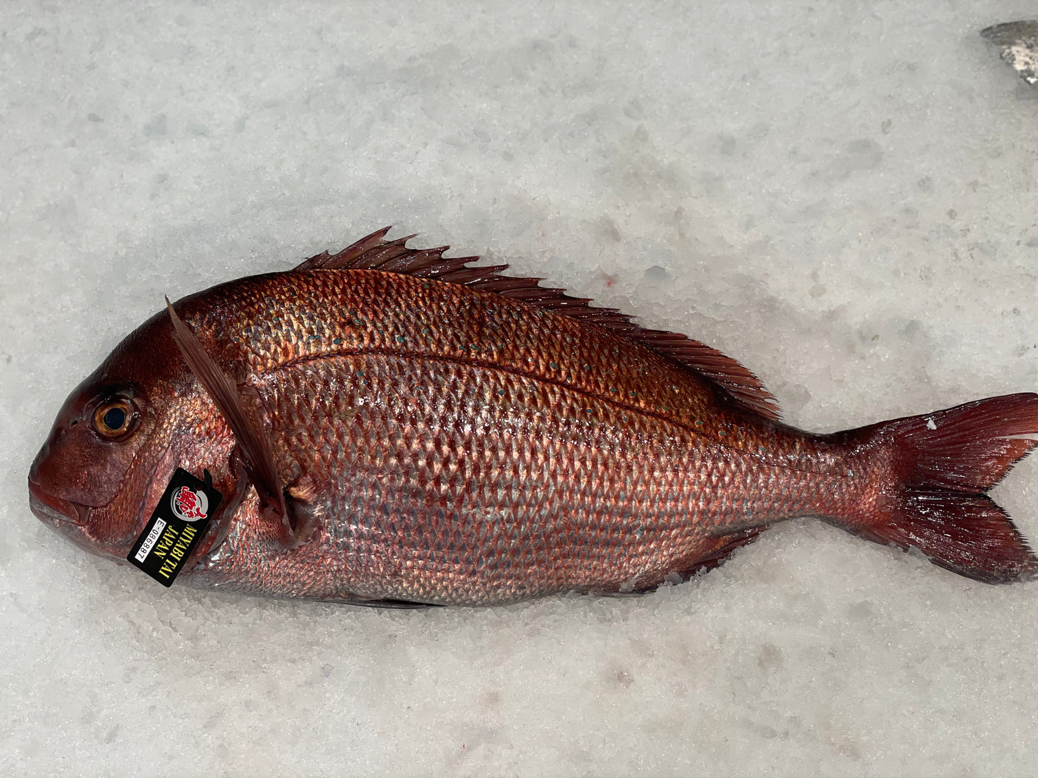 Madai, Japanese red snapper (5 lb, 1 fish) – KleinLine Online Store